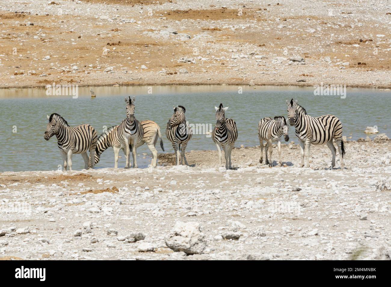 Herd or dazzle of Burchell's zebras (Equus quagga burchellii) at a ...