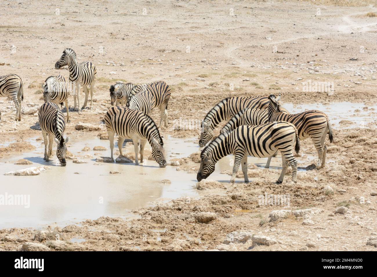 Herd or dazzle of Burchell's zebras (Equus quagga burchellii) drinking ...