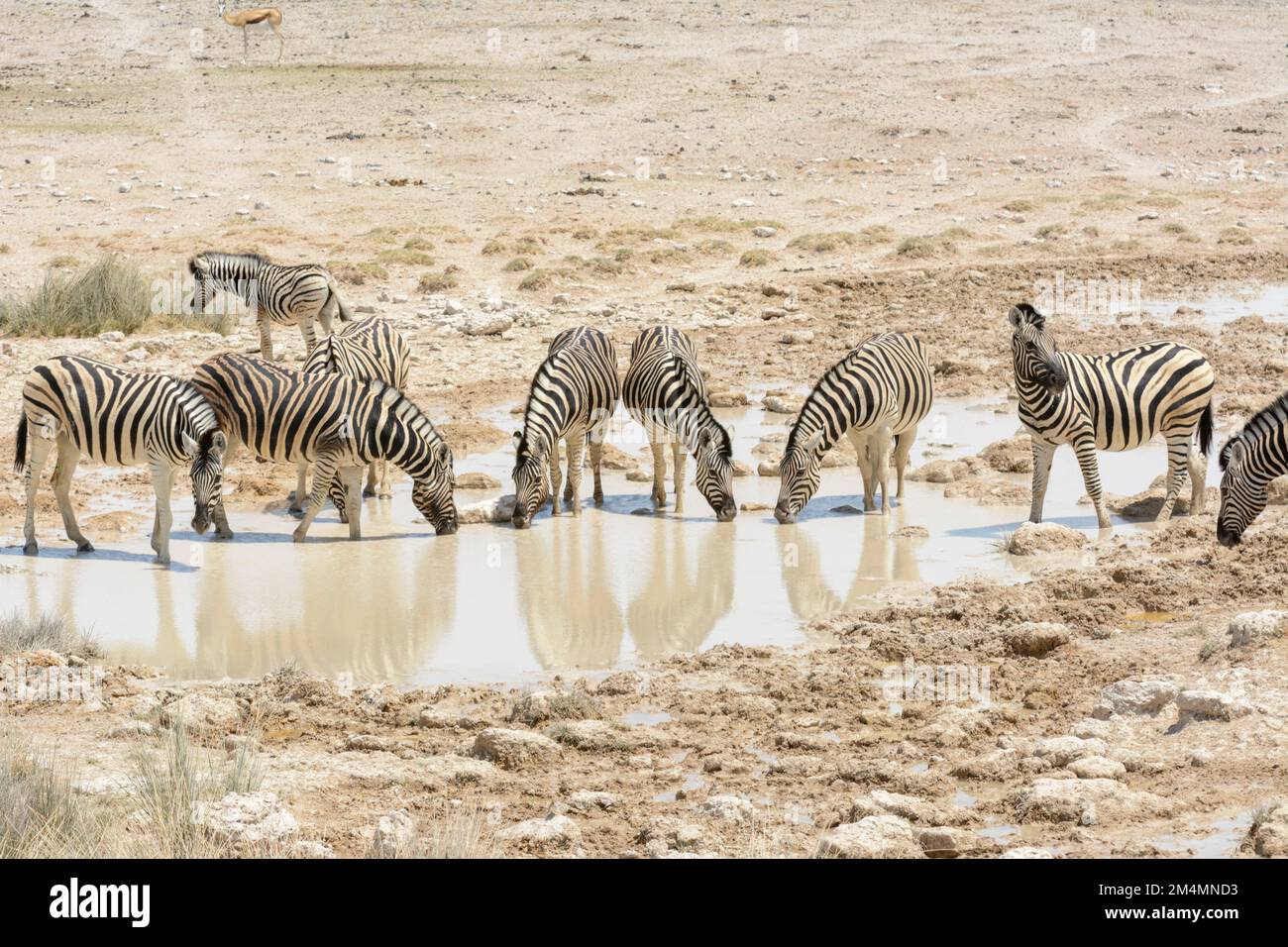 Herd or dazzle of Burchell's zebras (Equus quagga burchellii) drinking ...