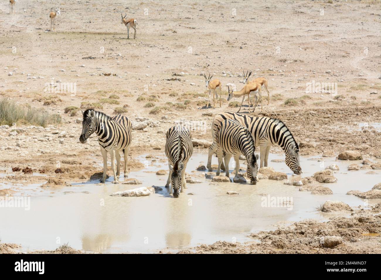 Herd or dazzle of Burchell's zebras (Equus quagga burchellii) drinking ...