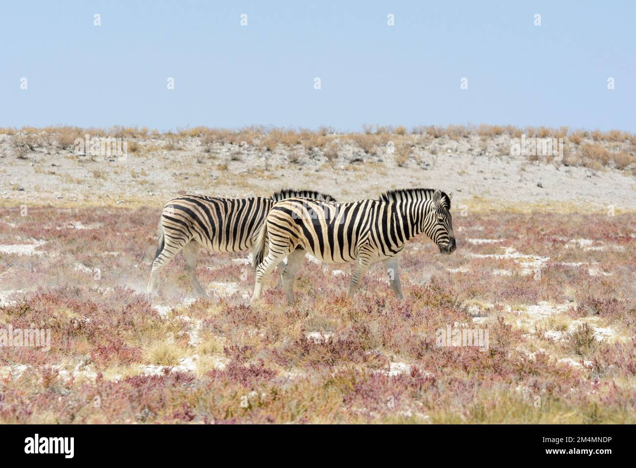 Two Burchell's zebras (Equus quagga burchellii) walking in Etosha ...