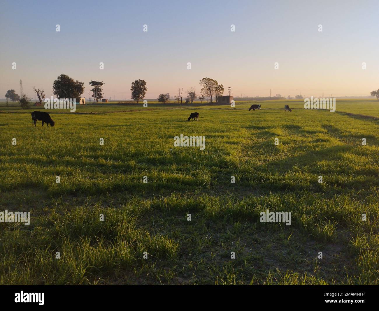Fields with cows hi-res stock photography and images - Alamy
