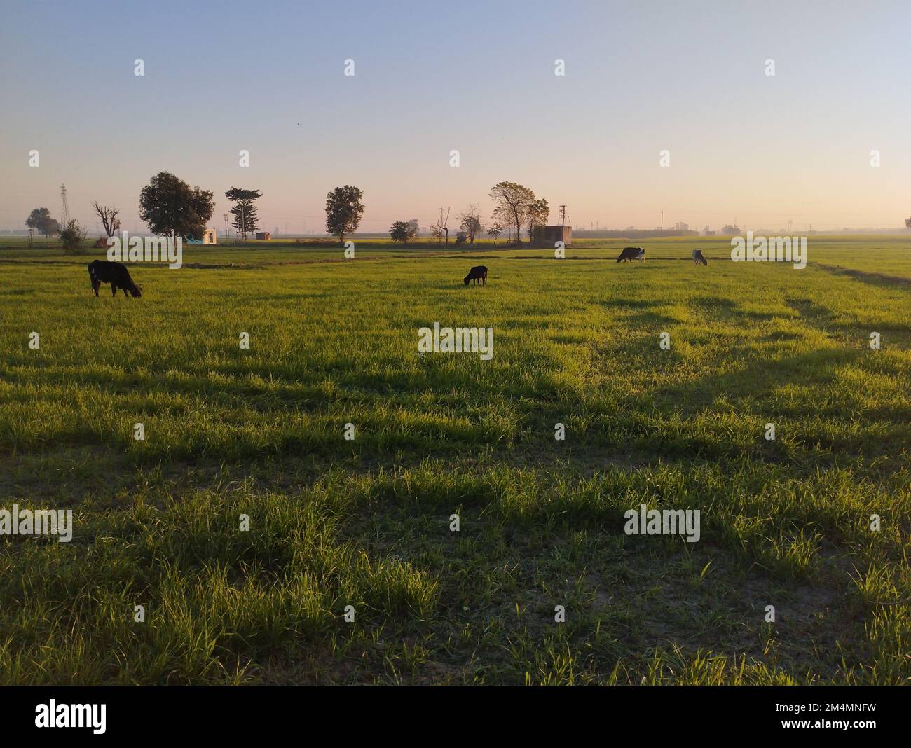 Prairie grasslands at sunrise hi-res stock photography and images - Alamy