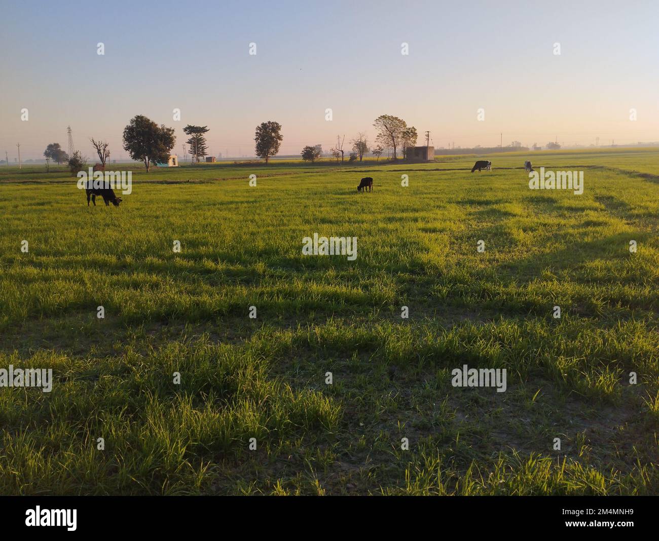 Fields with cows hi-res stock photography and images - Alamy