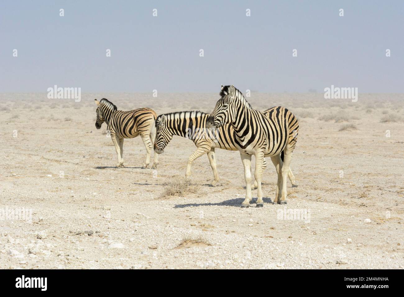 Three Burchell's zebras (Equus quagga burchellii) in a sandstorm (dust ...