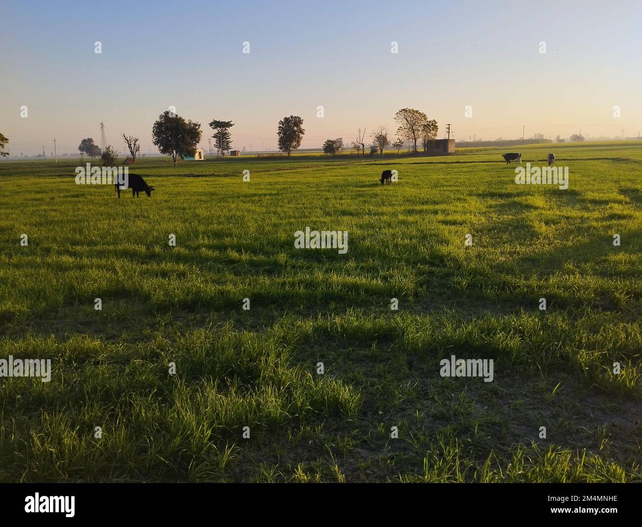 Prairie grasslands at sunrise hi-res stock photography and images - Alamy