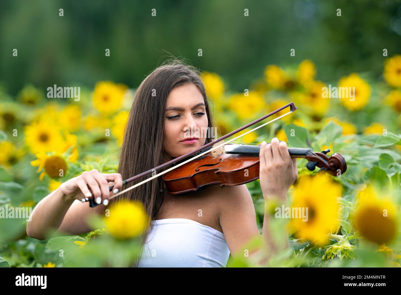 young slim brunette with long hair standing in sunflower field and ...