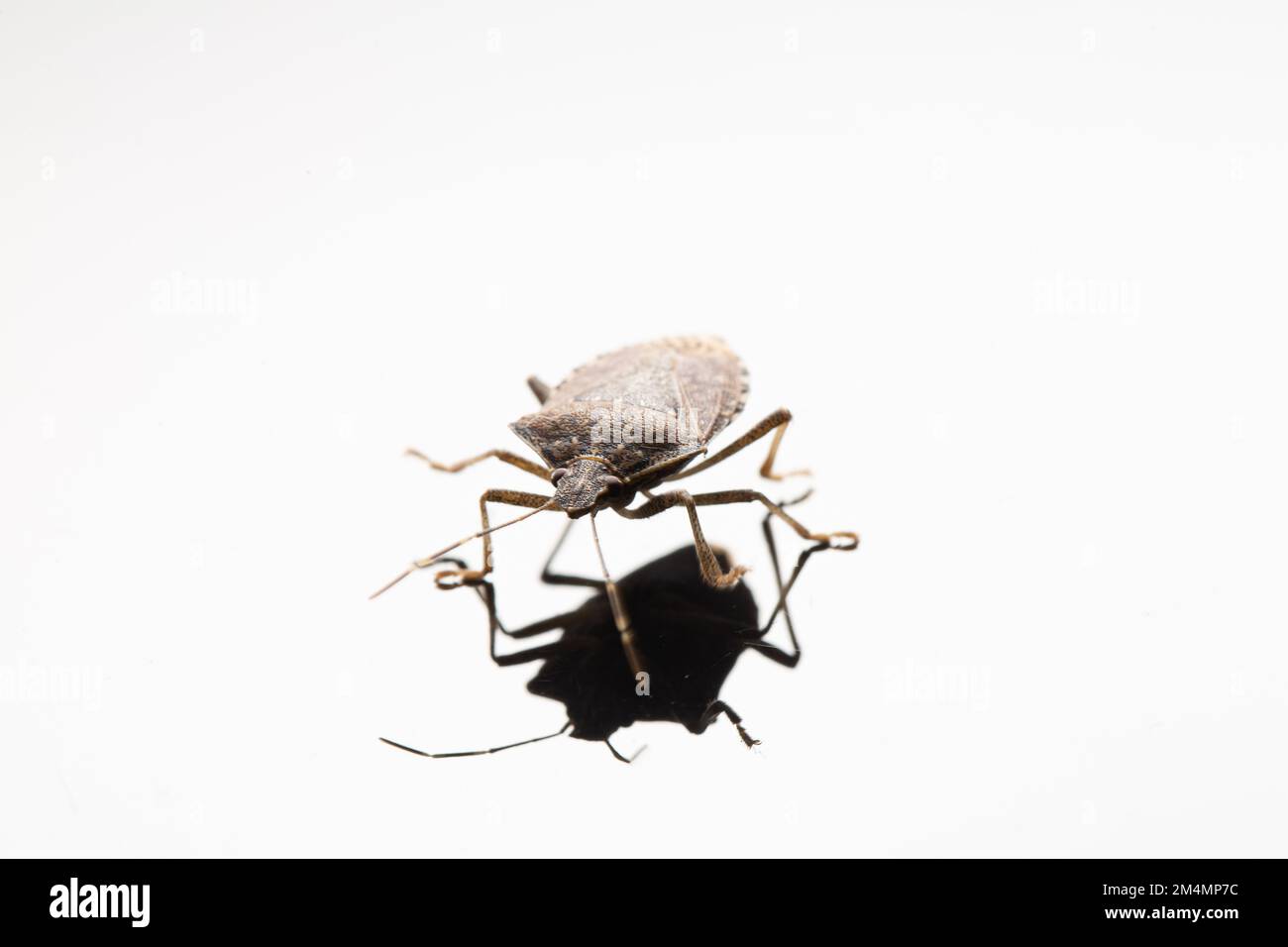 Macro of Brown Marmorated Stink Bug, Halyomorpha halys, isolated on ...