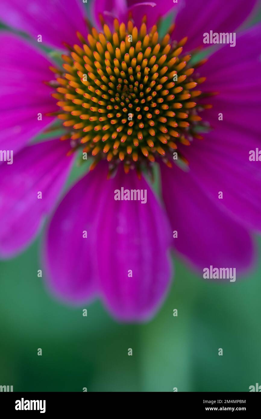 Purple coneflower closeup center hi-res stock photography and images ...