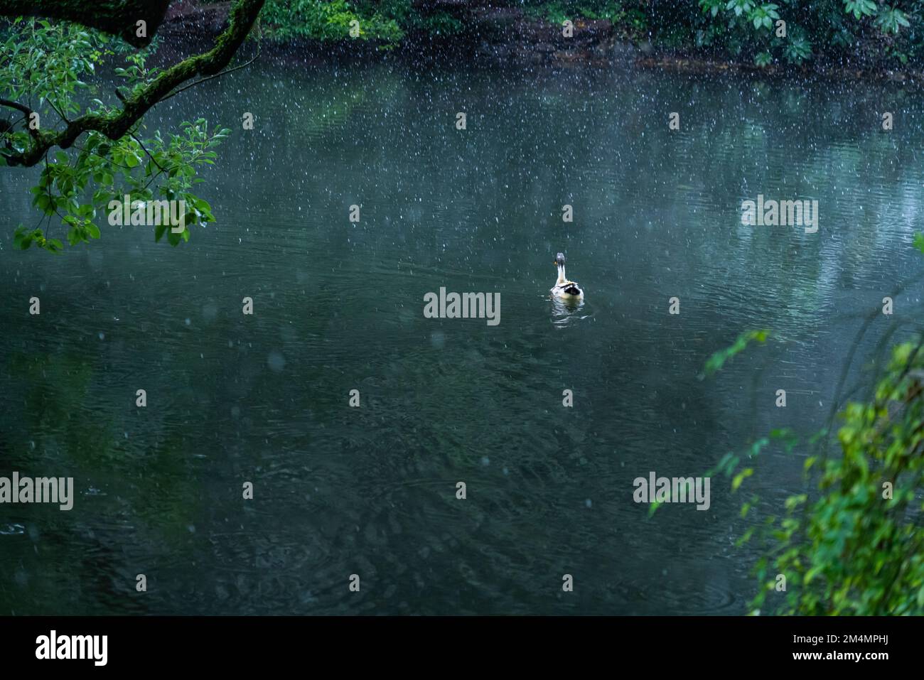 A selective focus of an Indian Runner Duck on a pond during the rain in ...