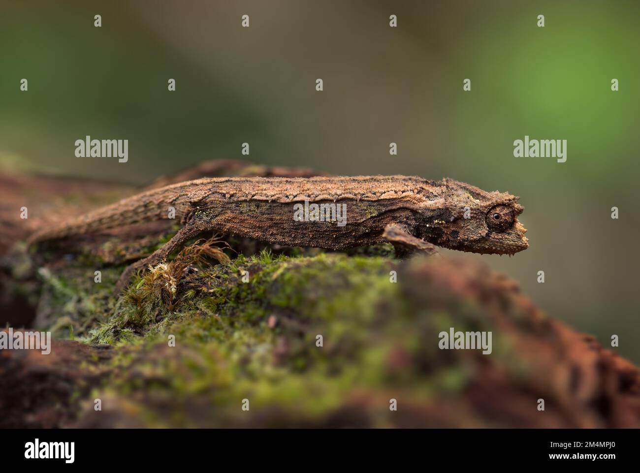 Mimicry and chameleon and pygmy hi-res stock photography and images - Alamy
