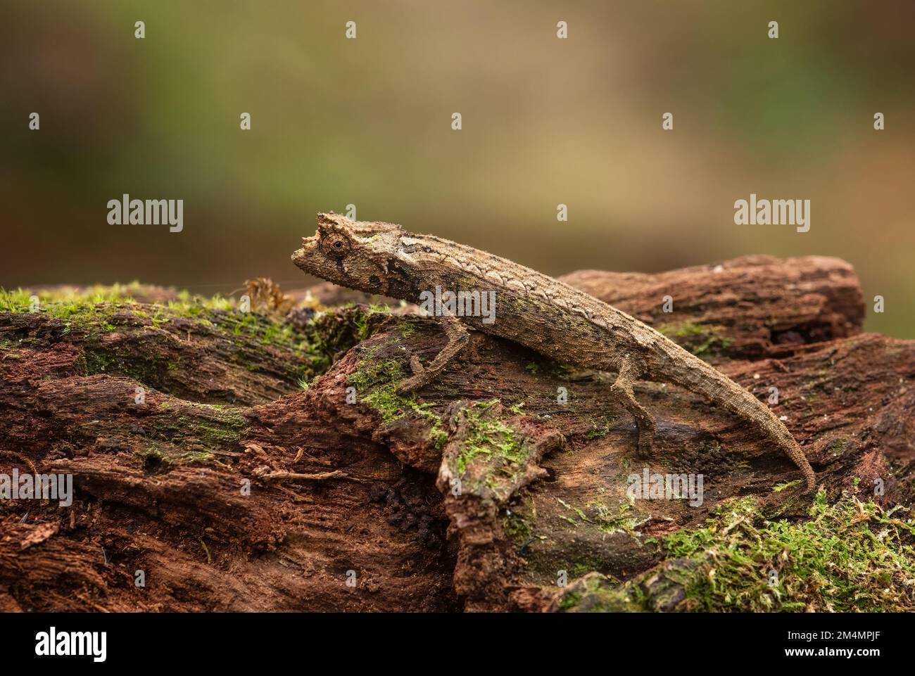 Mimicry and chameleon and pygmy hi-res stock photography and images - Alamy