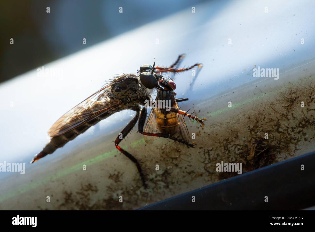 Neoitamus cyanurus, the common awl robberfly, is a species of robber ...