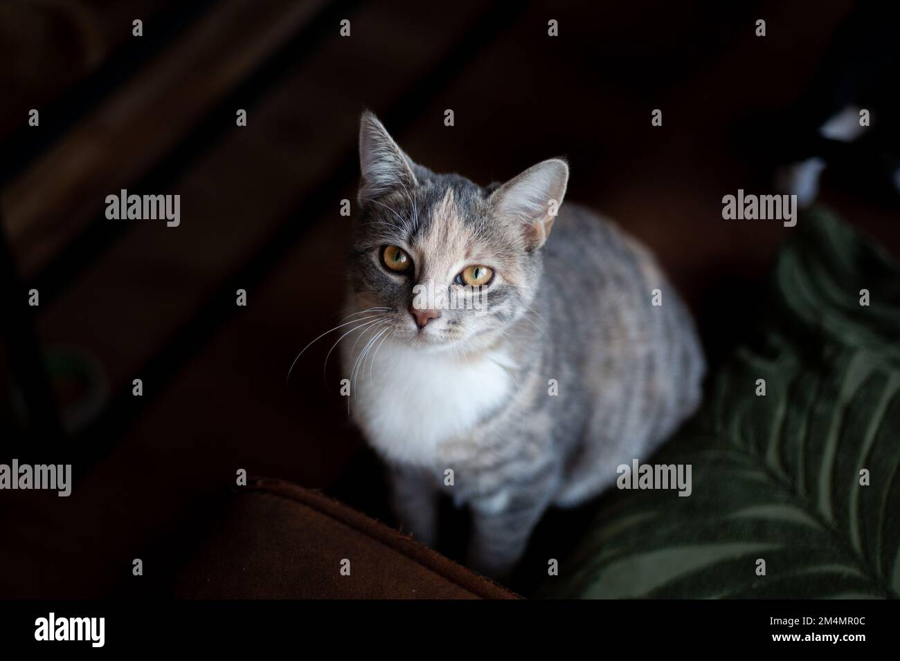 A high-angle shot of a gray striped cat looking straight into the ...