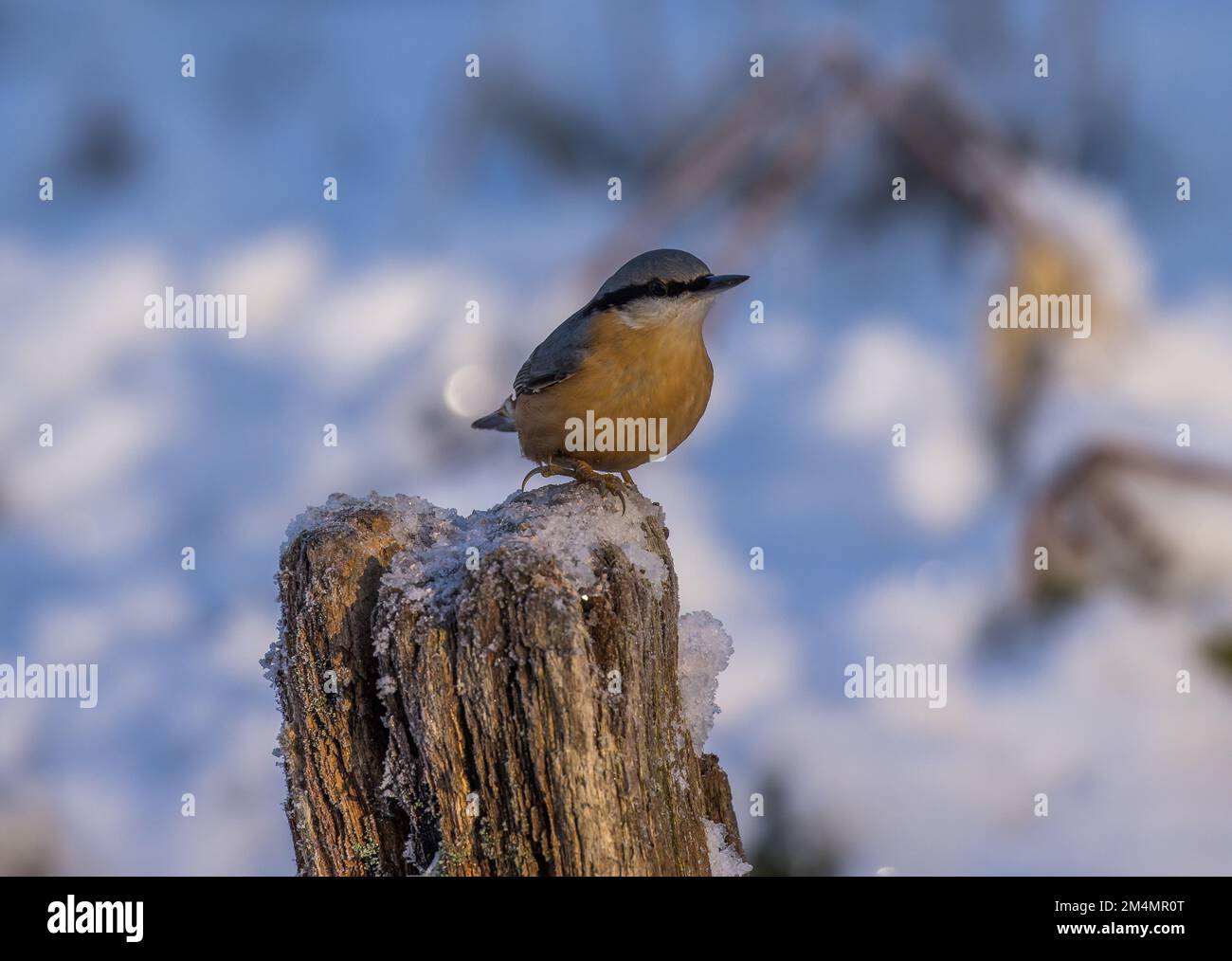 Nuthatch fun capture hi-res stock photography and images - Alamy