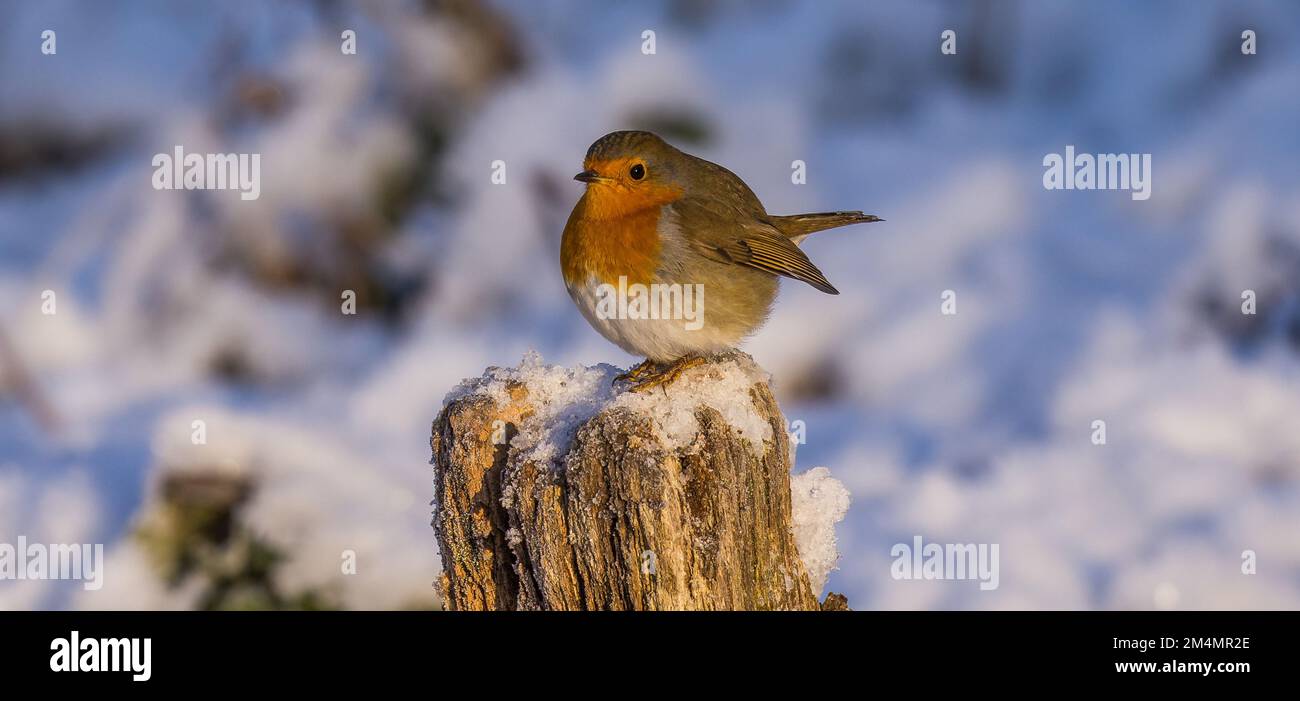 Robin photographer in winter light hi-res stock photography and images ...