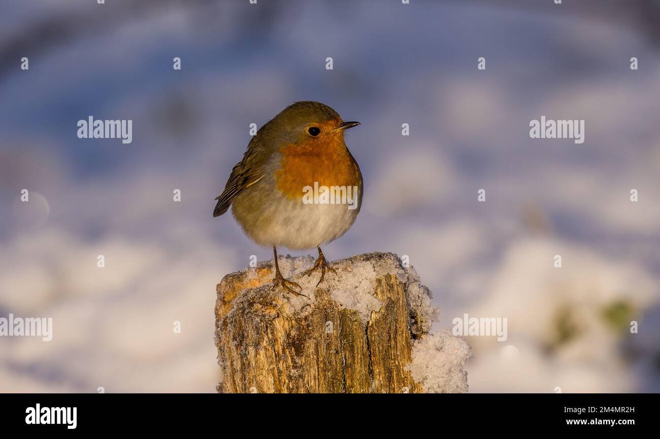 Robin photographer in winter light hi-res stock photography and images ...