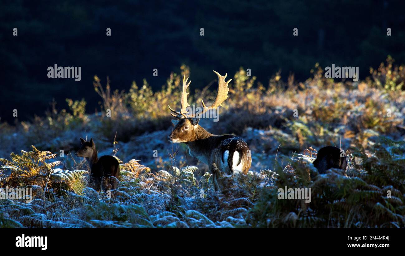 Fallow Deer Stag in Autumn on Cannock Chase AONB (area of outstanding ...