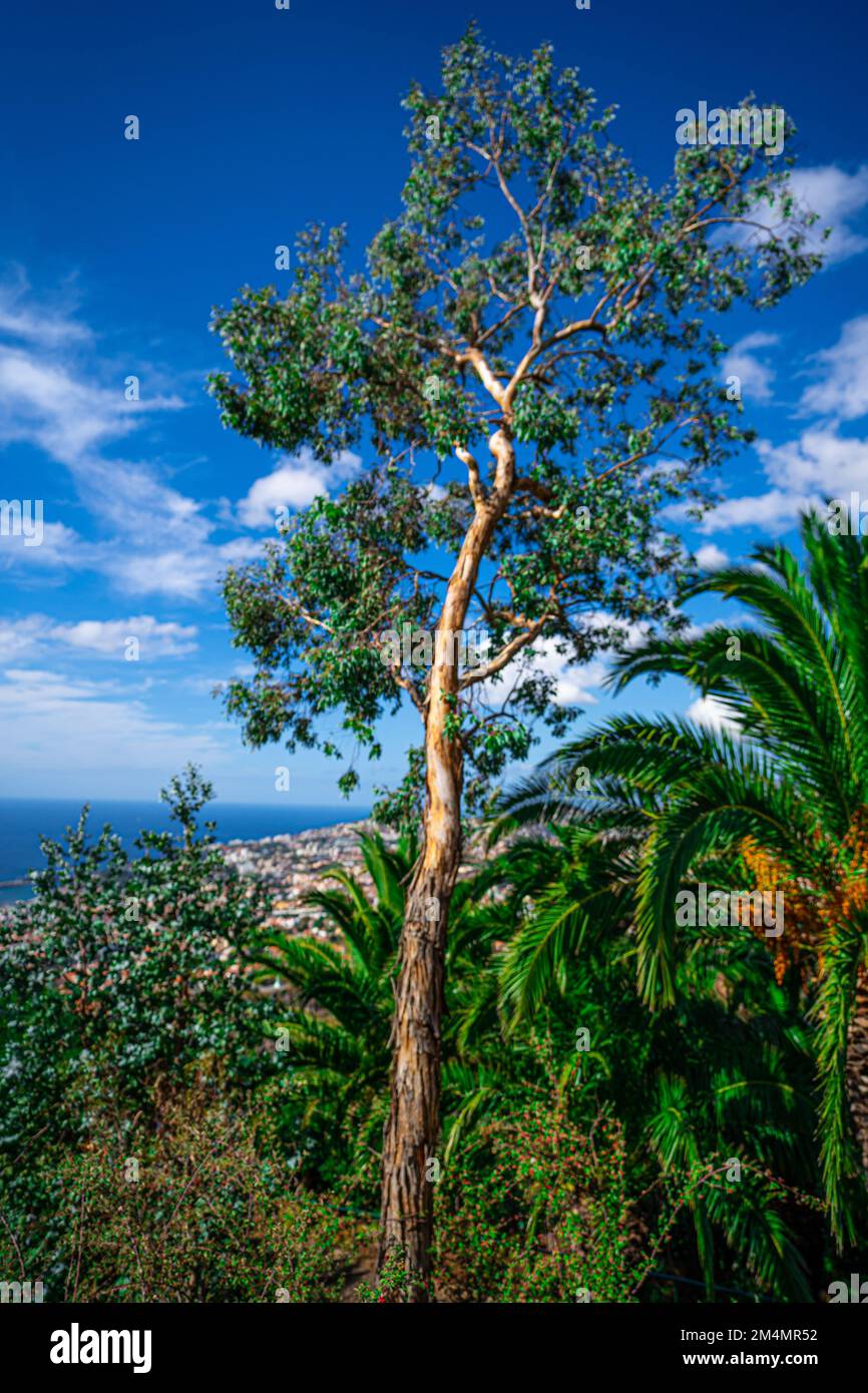 A variety of colorful flora on the island of Madeira. Beautifully ...