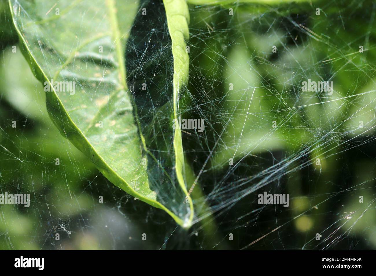 Close-up spider web. Nature background Stock Photo - Alamy