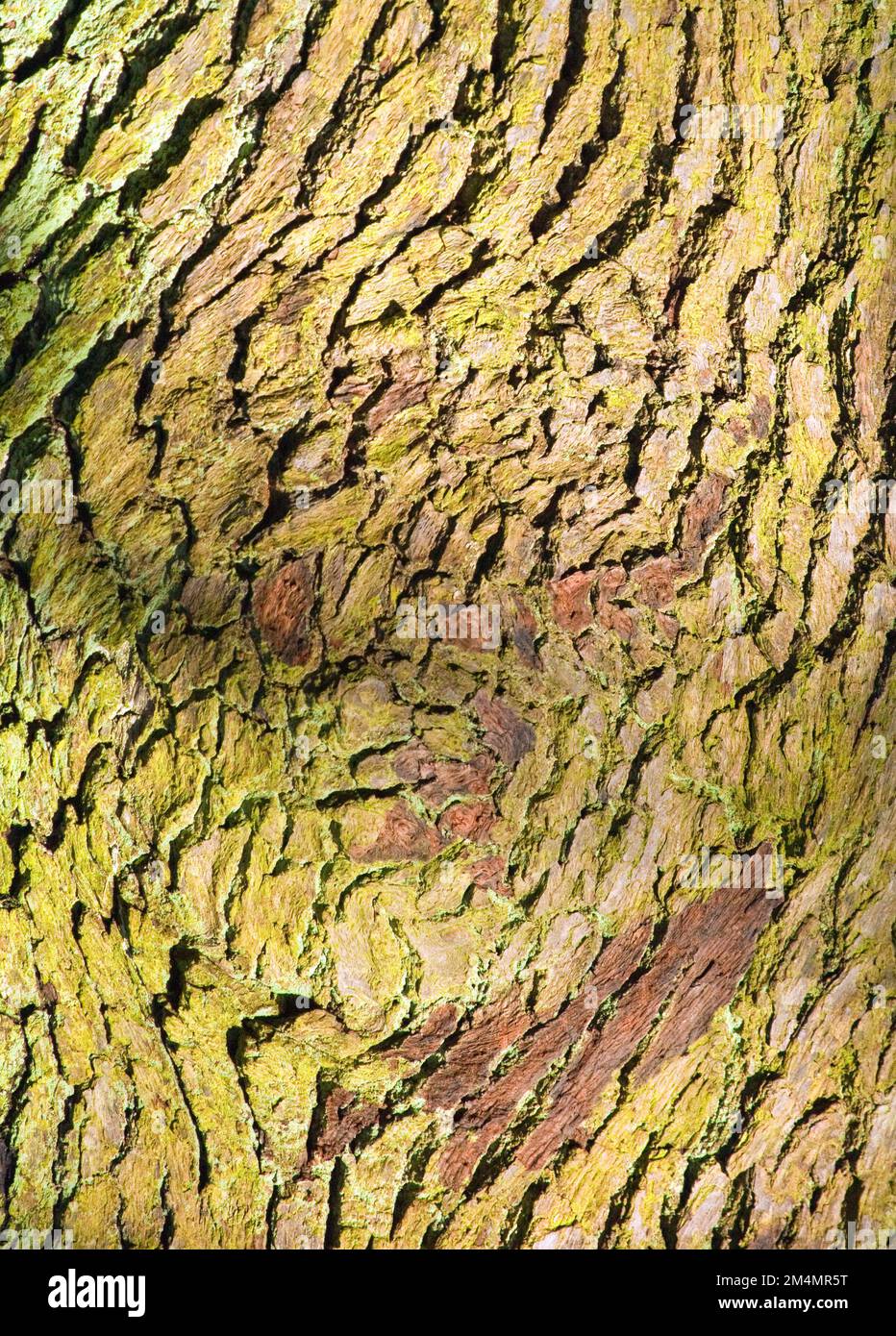 Close up bark Oak tree trunk in late winter Cannock Chase Country Park ...