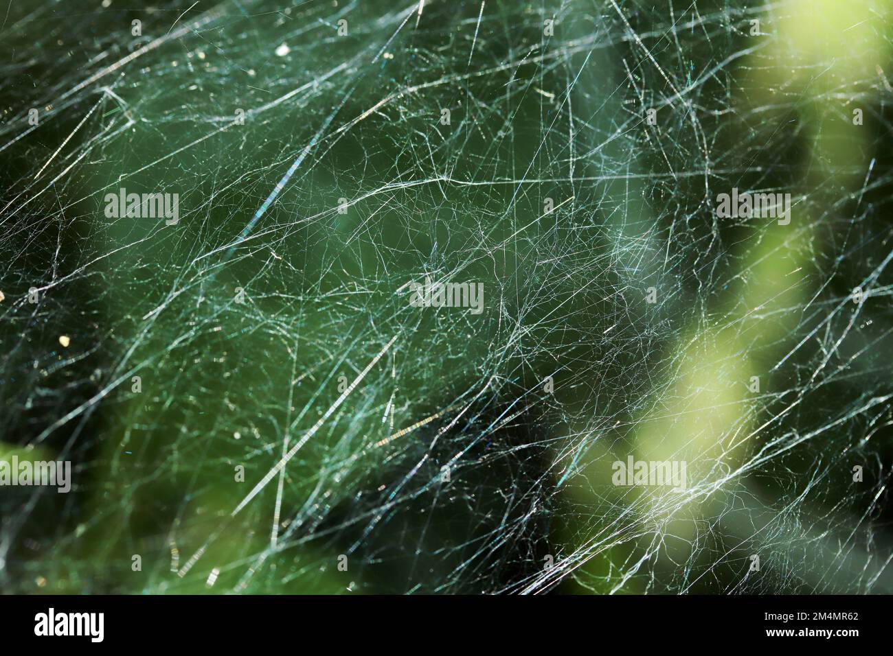 Close-up spider web. Nature background Stock Photo - Alamy