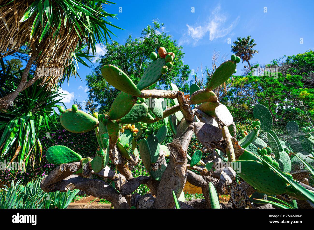 A variety of colorful flora on the island of Madeira. Beautifully ...