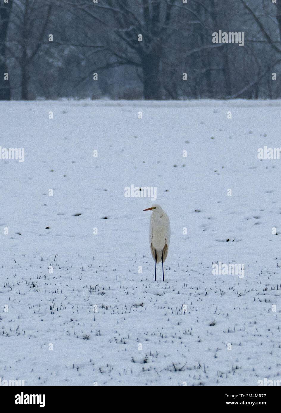 White heron in snowy field Stock Photo - Alamy