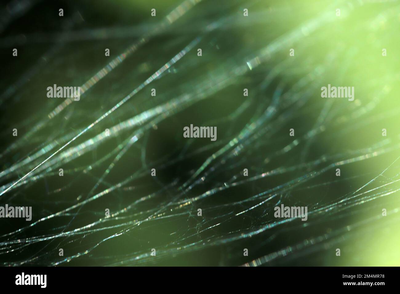 Close-up spider web. Nature background Stock Photo - Alamy