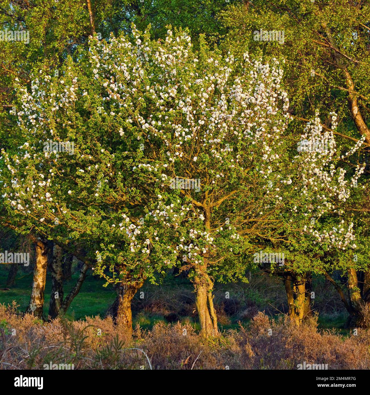 Blossom on wild Crab Apple trees in spring season on Cannock Chase ...