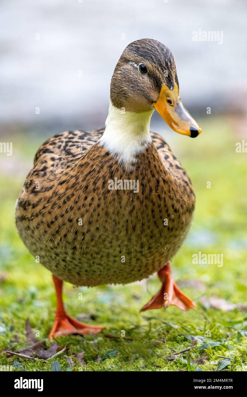 A vertical closeup of a duck walking on green grass Stock Photo - Alamy