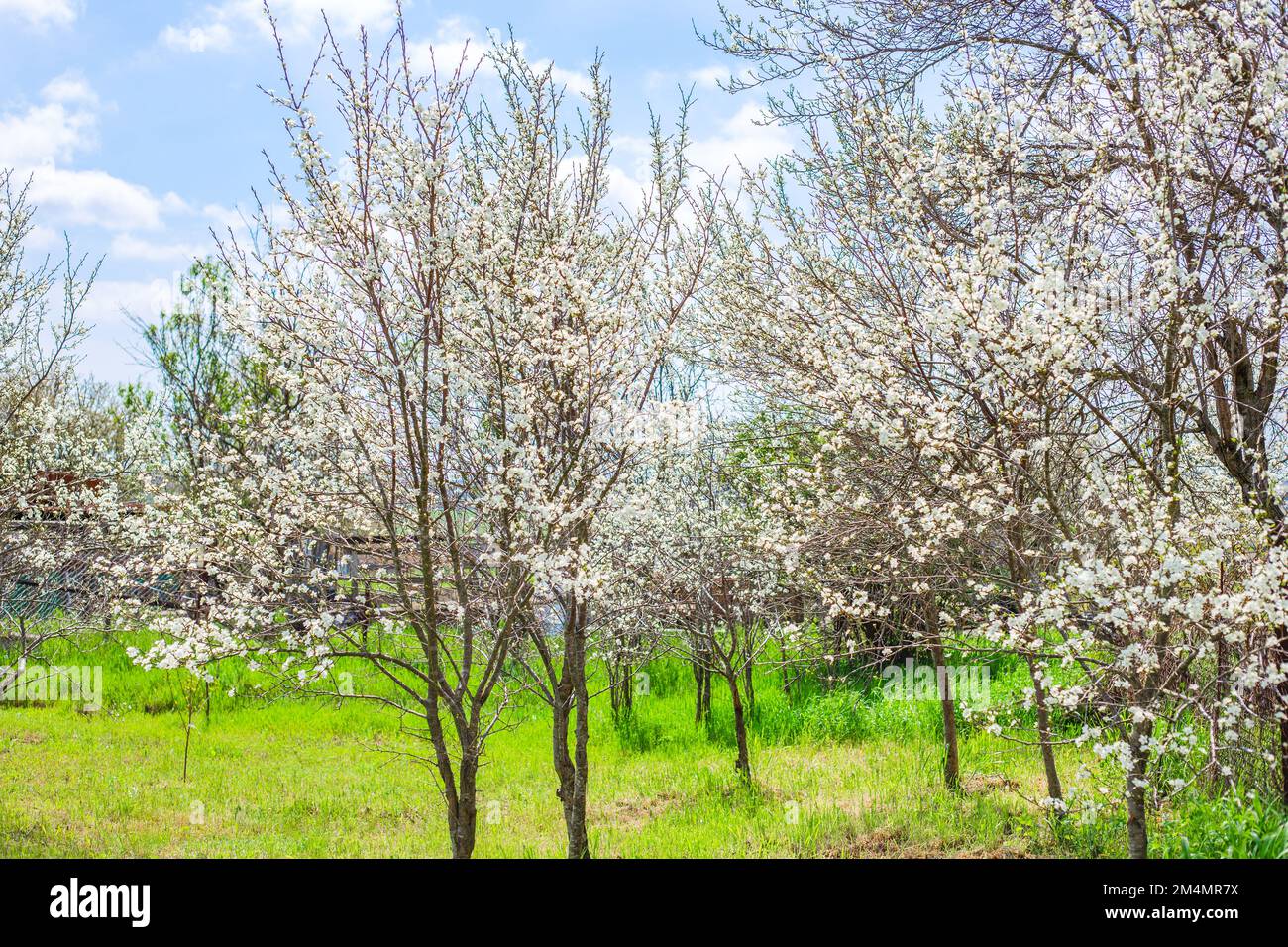 Flowering orchards of fruit trees in spring. Trees with white flowers ...