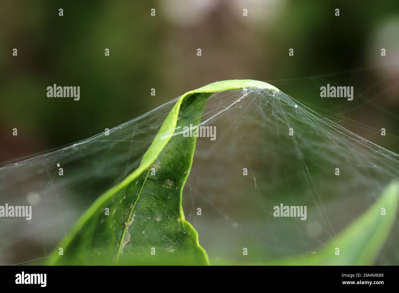 Close-up spider web. Nature background Stock Photo - Alamy