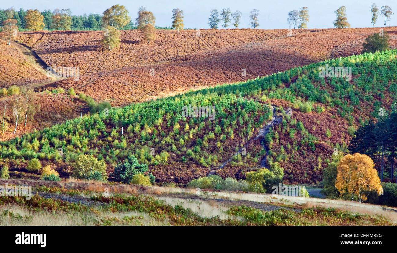 Heathland Hills in autumn colour on Cannock Chase Country Park AONB ...
