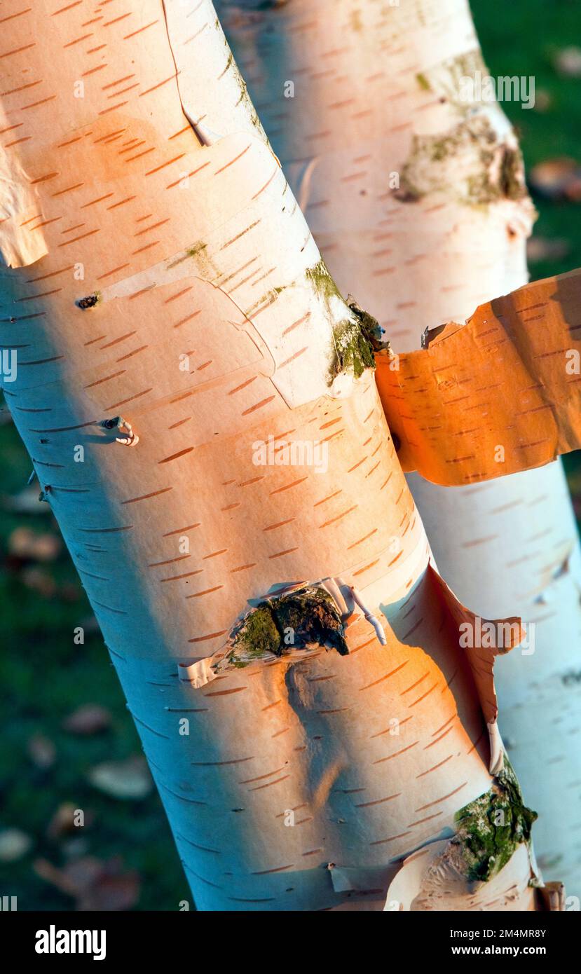 Tree Trunk of the Silver Birch Tree, Autumn Cannock Chase Country Park ...