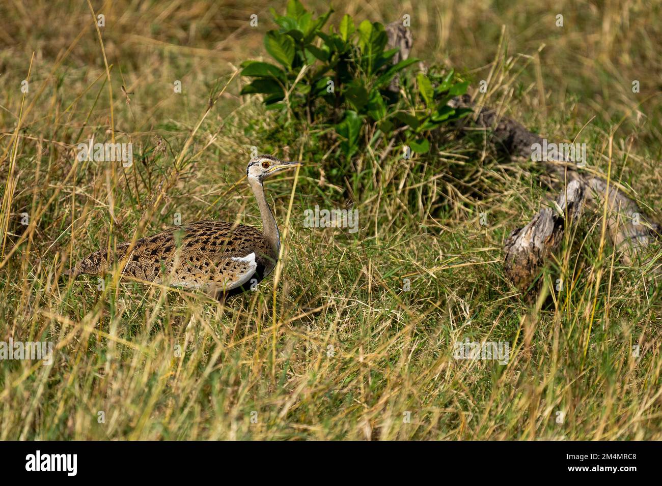 The black-bellied bustard (Lissotis melanogaster), also known as the ...