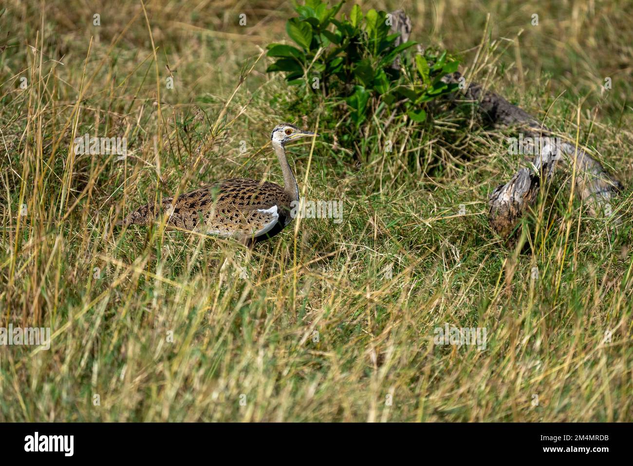 The black-bellied bustard (Lissotis melanogaster), also known as the ...