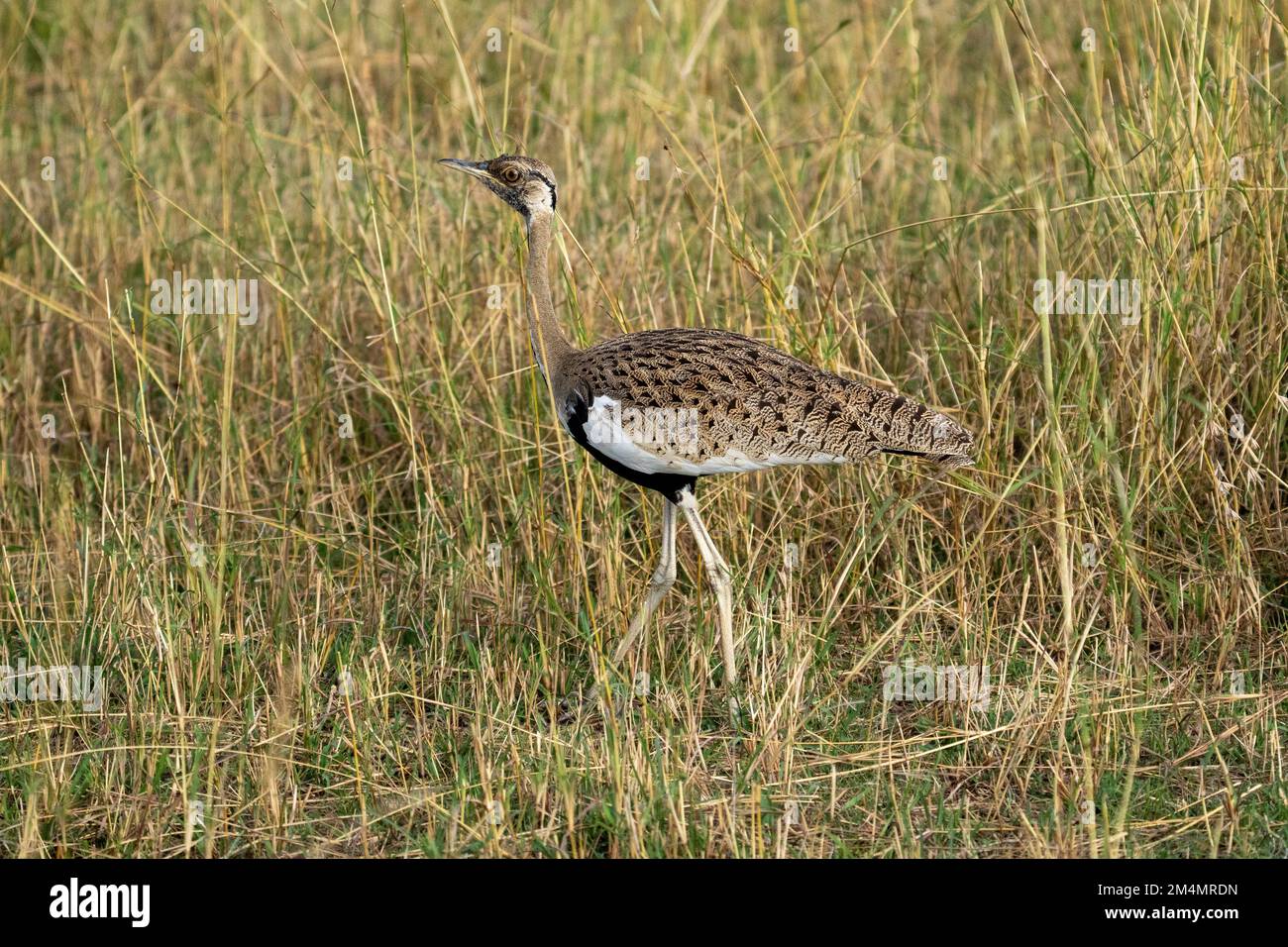 The black-bellied bustard (Lissotis melanogaster), also known as the ...