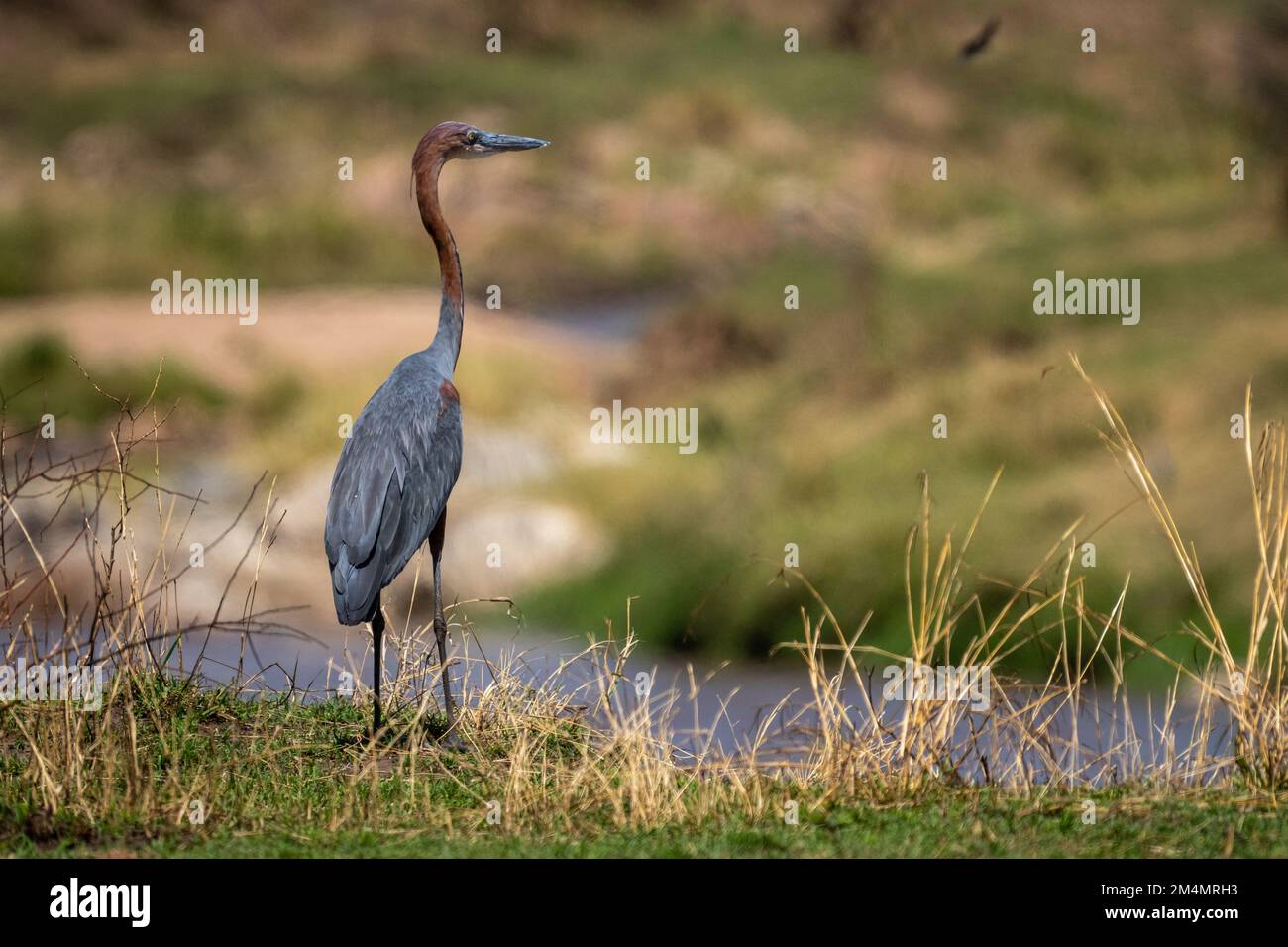 Goliath heron (Ardea goliath) wading in a water pond. This is the ...