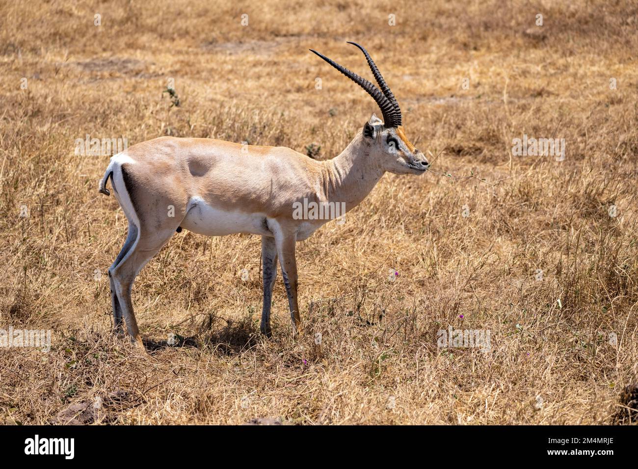 Grant's gazelle (Nanger granti) is a species of gazelle distributed ...