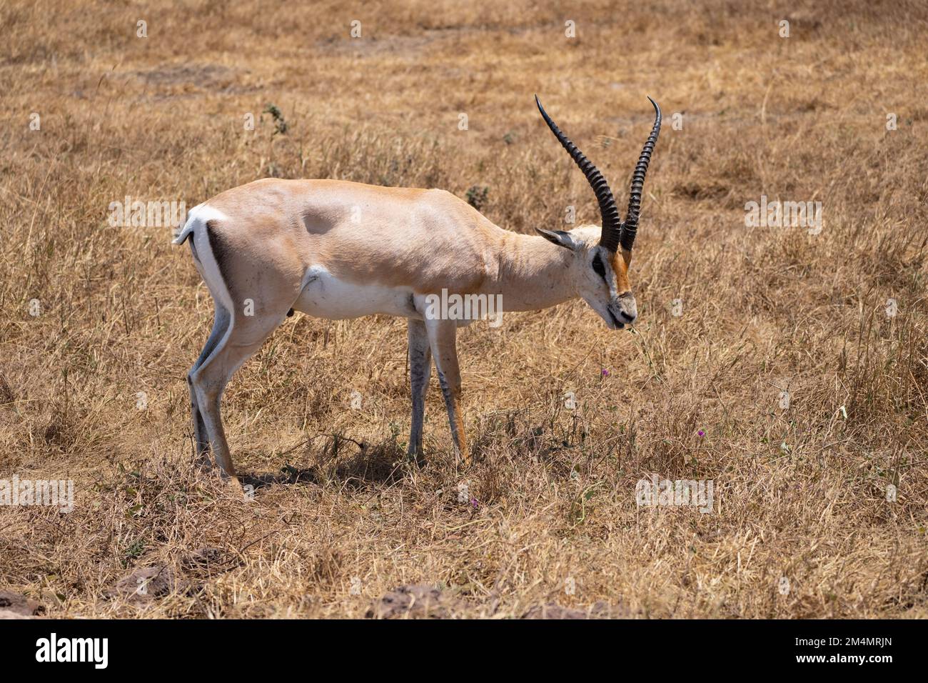 Grant's gazelle (Nanger granti) is a species of gazelle distributed ...
