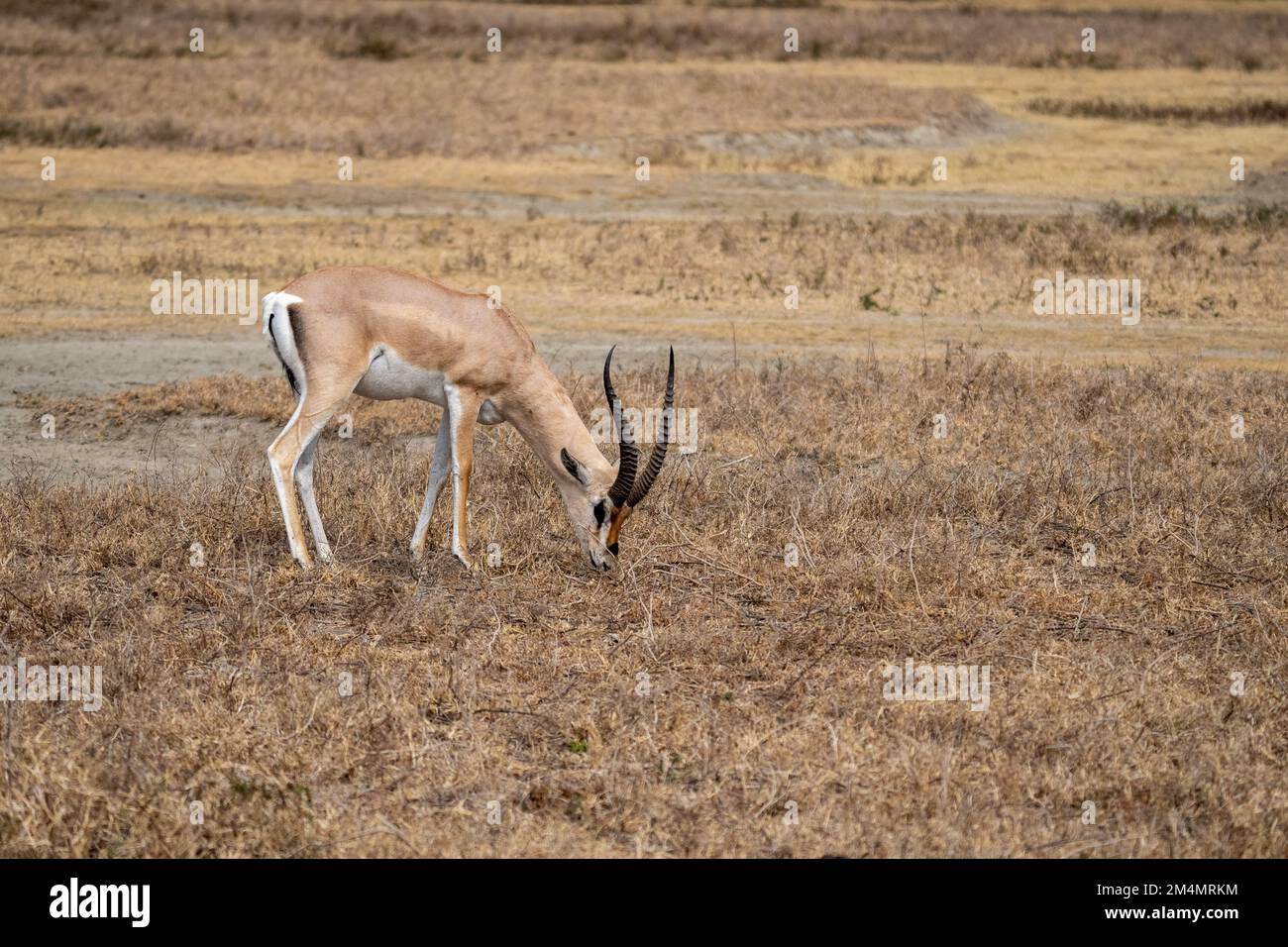 Grant's gazelle (Nanger granti) is a species of gazelle distributed ...