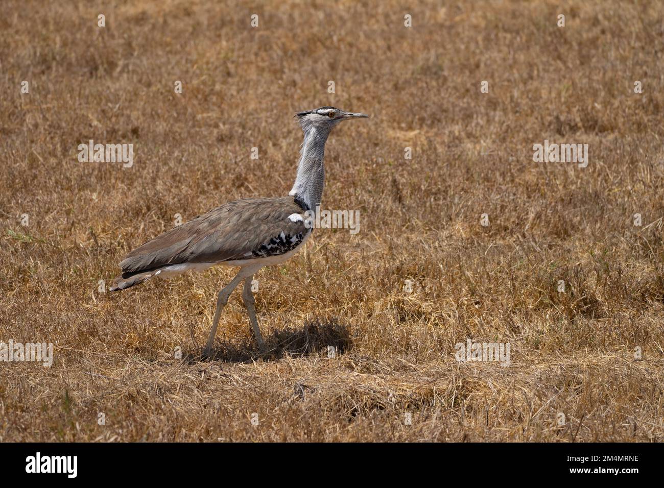 Kori bustard (Ardeotis kori). This large bird inhabits short grass ...