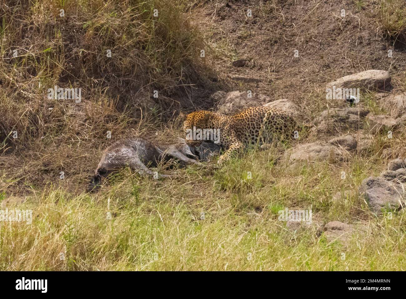 Leopard feeding on a hunted wildebeest Photographed in Tanzania Stock ...