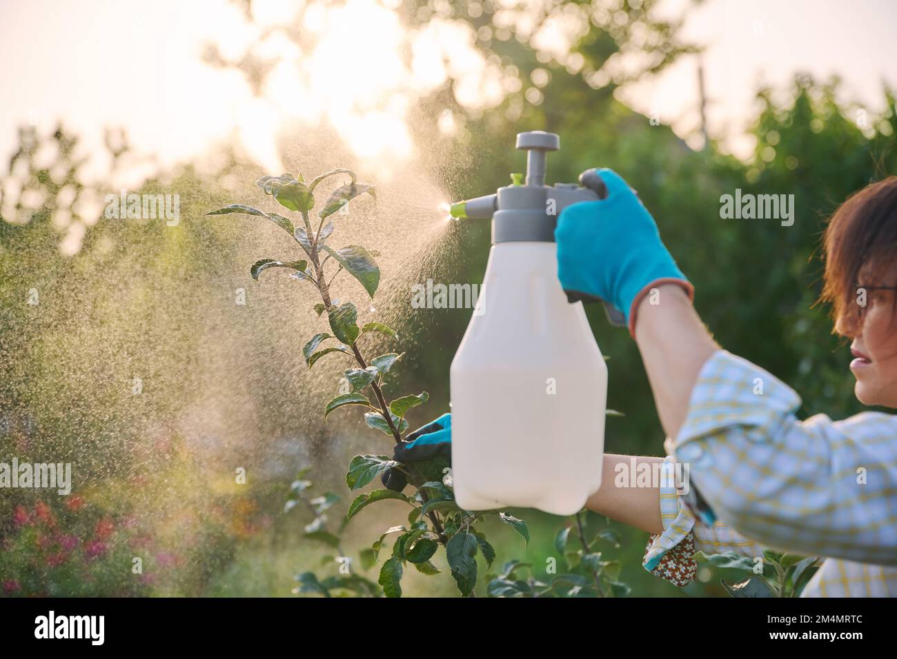 Woman in garden with spray gun spraying young trees with preparations ...