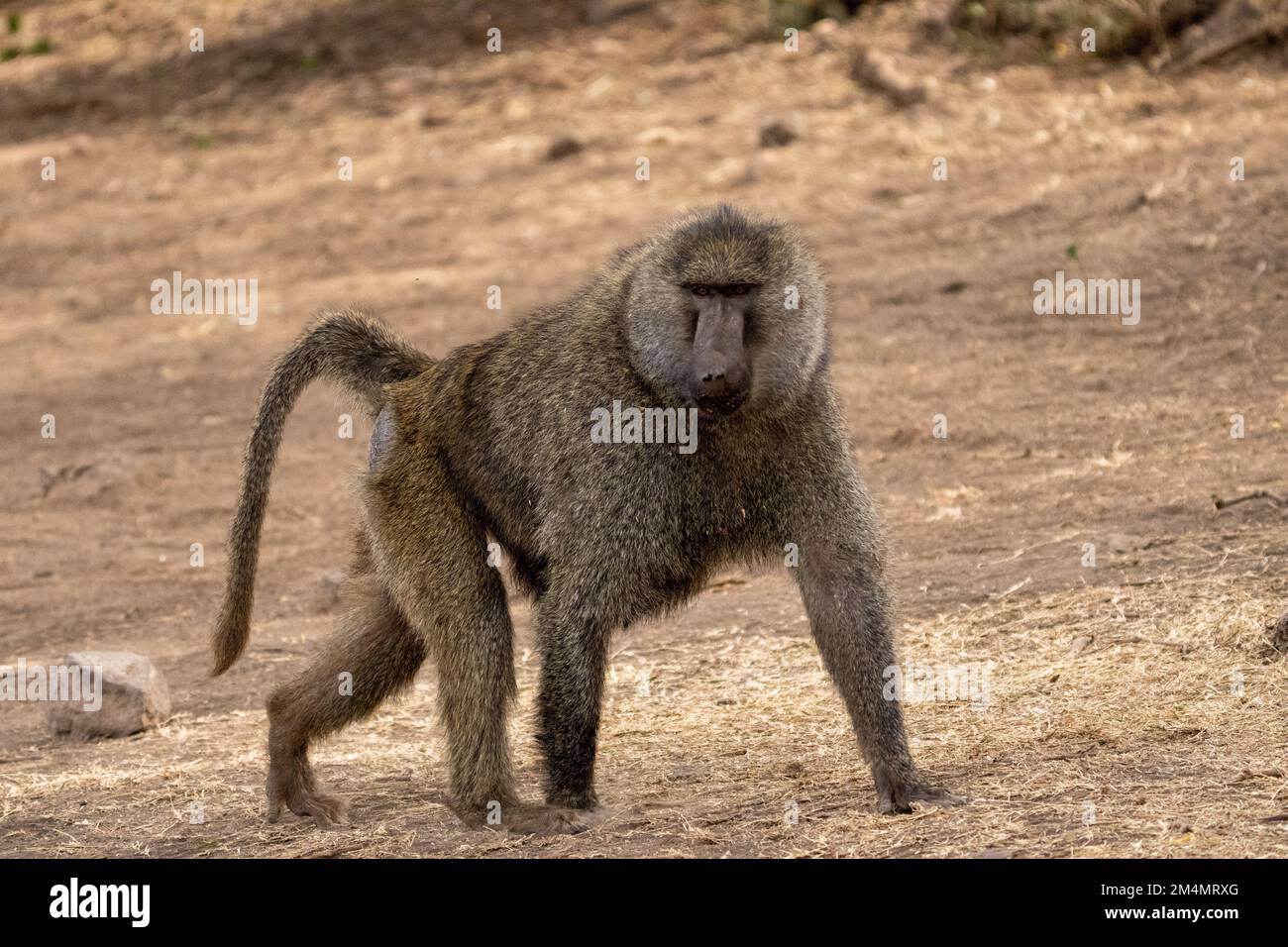 Olive baboon (Papio anubis). Photographed in Ngorongoro Conservation ...