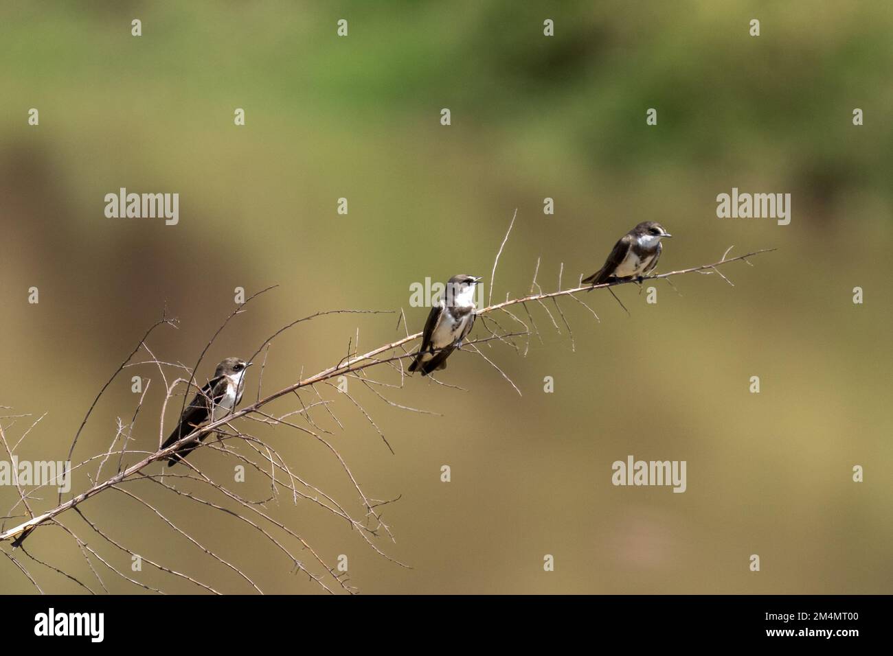 The sand martin (Riparia riparia), also known as the bank swallow (in ...