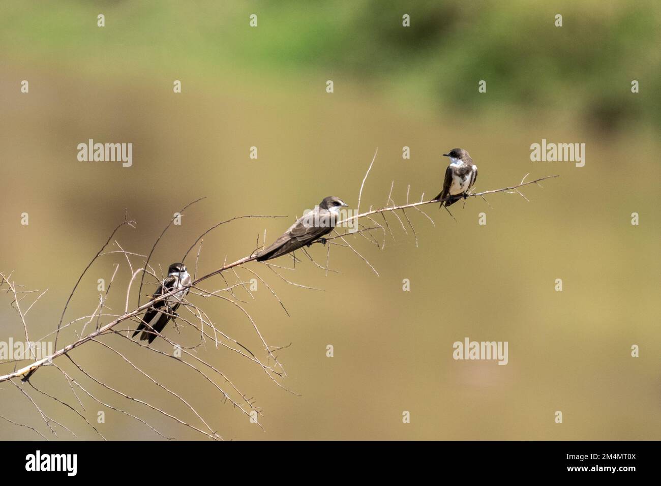 The sand martin (Riparia riparia), also known as the bank swallow (in ...
