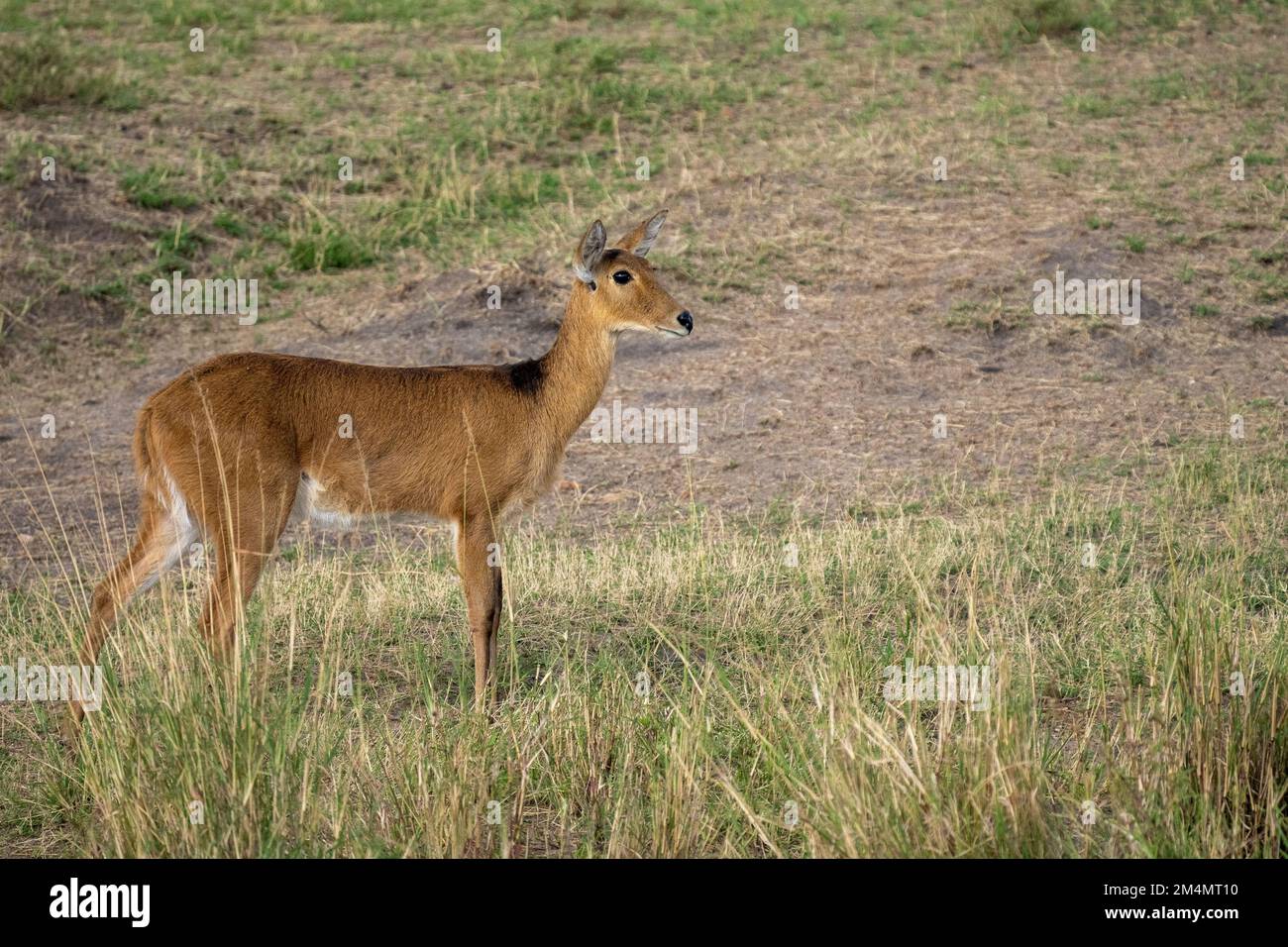 Female southern reedbuck, rietbok or common reedbuck (Redunca arundinum ...