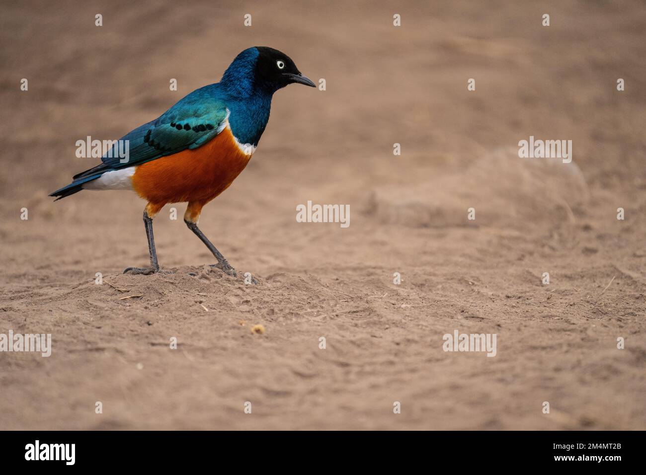 Superb starling (Lamprotornis superbus). Superb starlings are very ...